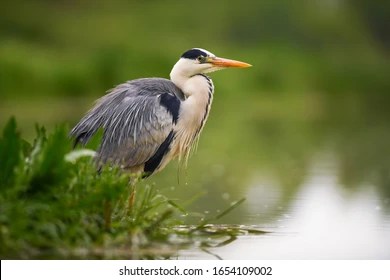 The Hare, the Heron and the Professor: a story for ‘children of all ...