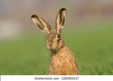The Hare, the Heron and the Professor: a story for ‘children of all ...