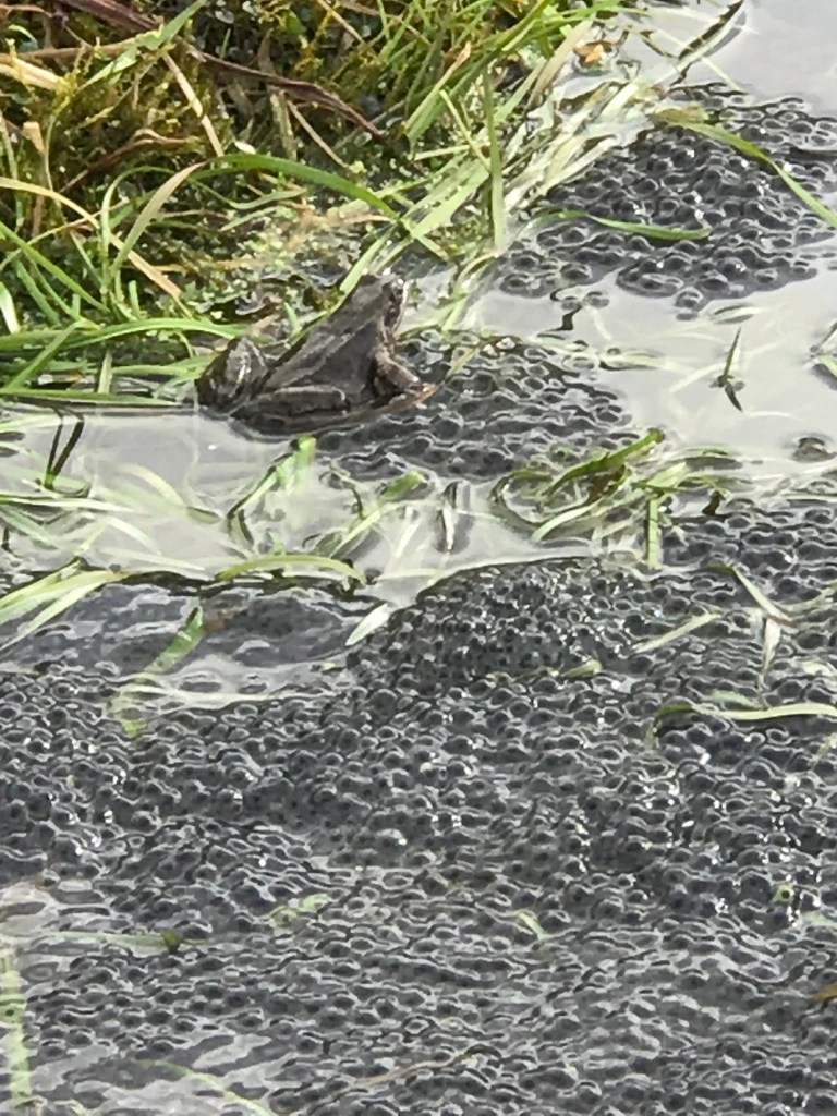 Frog seasons – Quotidian